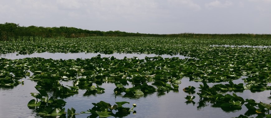 The Everglades are a swampy area in which US state?